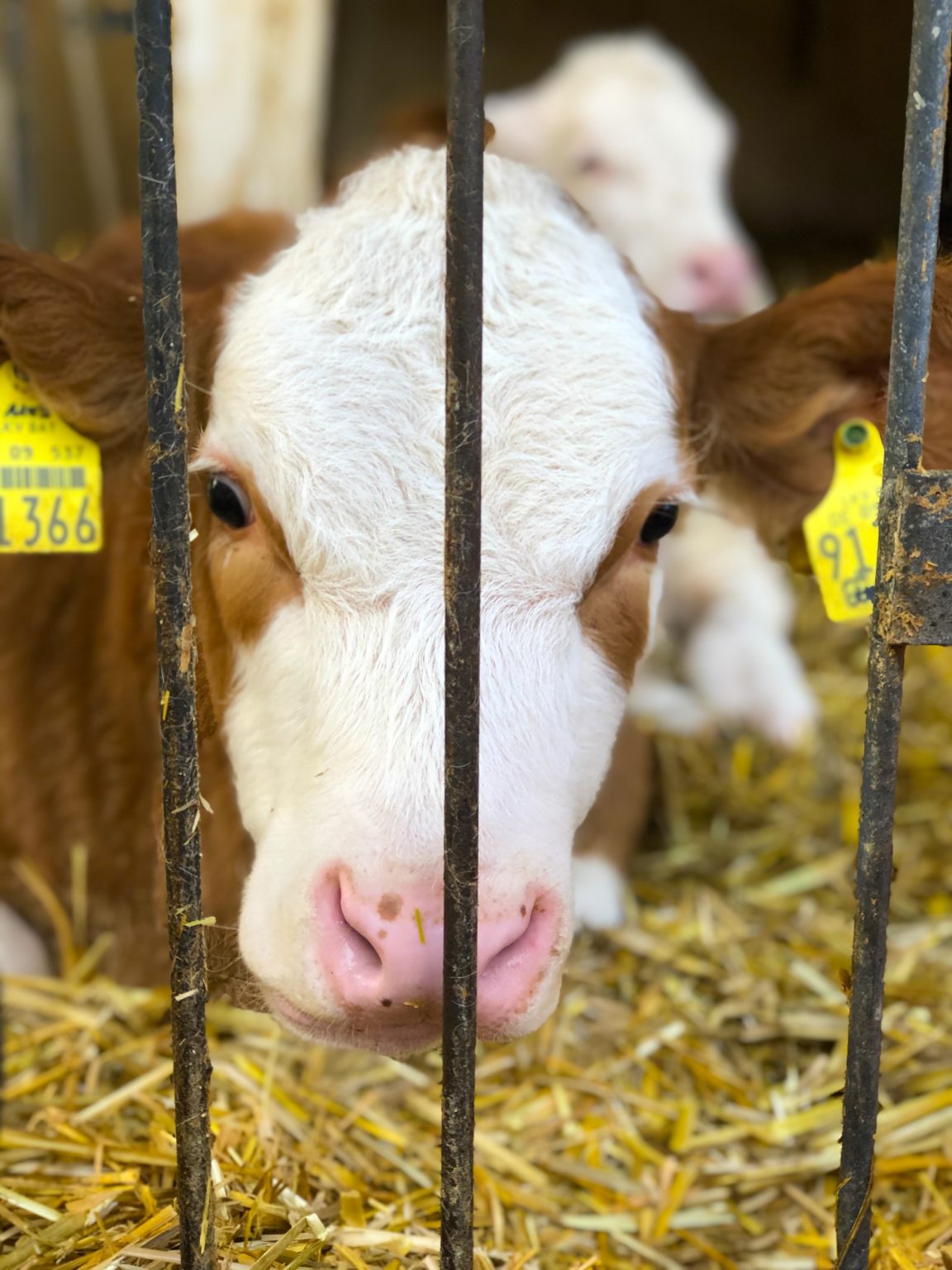 PCS to Hohenfels Germany: Exploring Cities near Hohenfels Training Area